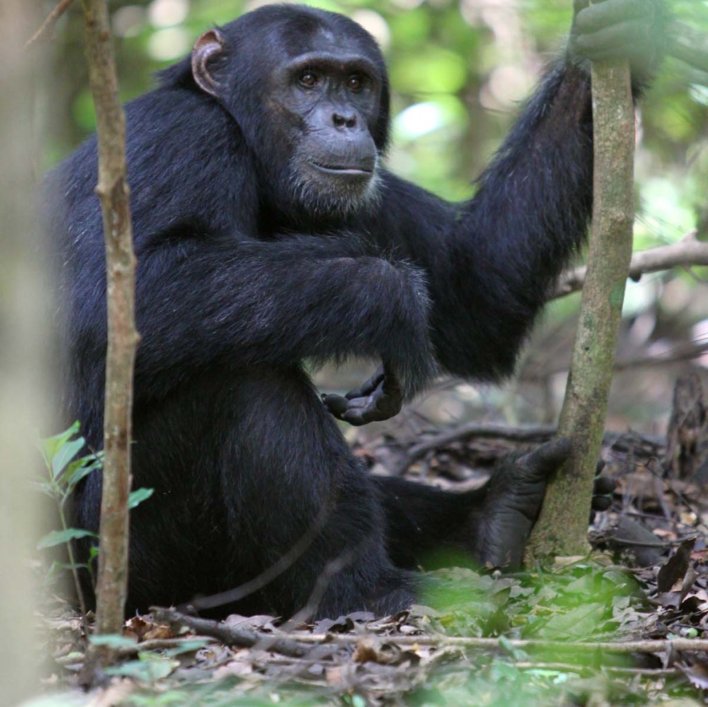 Primate Behavior and Conservation Field Course in Uganda – Semliki ...
