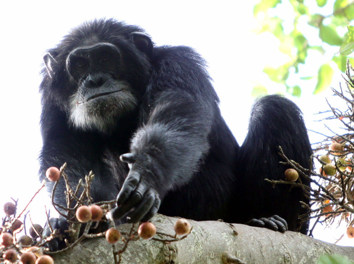 Primate Behavior and Conservation Field Course in Uganda – Semliki ...